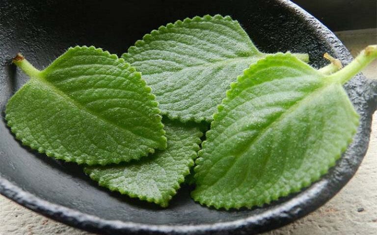 Lá húng chanh và lợi ích cực tốt cho sức khỏe từ chúng - Nam Dược Trị ...