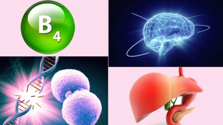 Vitamin B4 và những điều chưa biết - Nam Dược Trị Nam Nhân